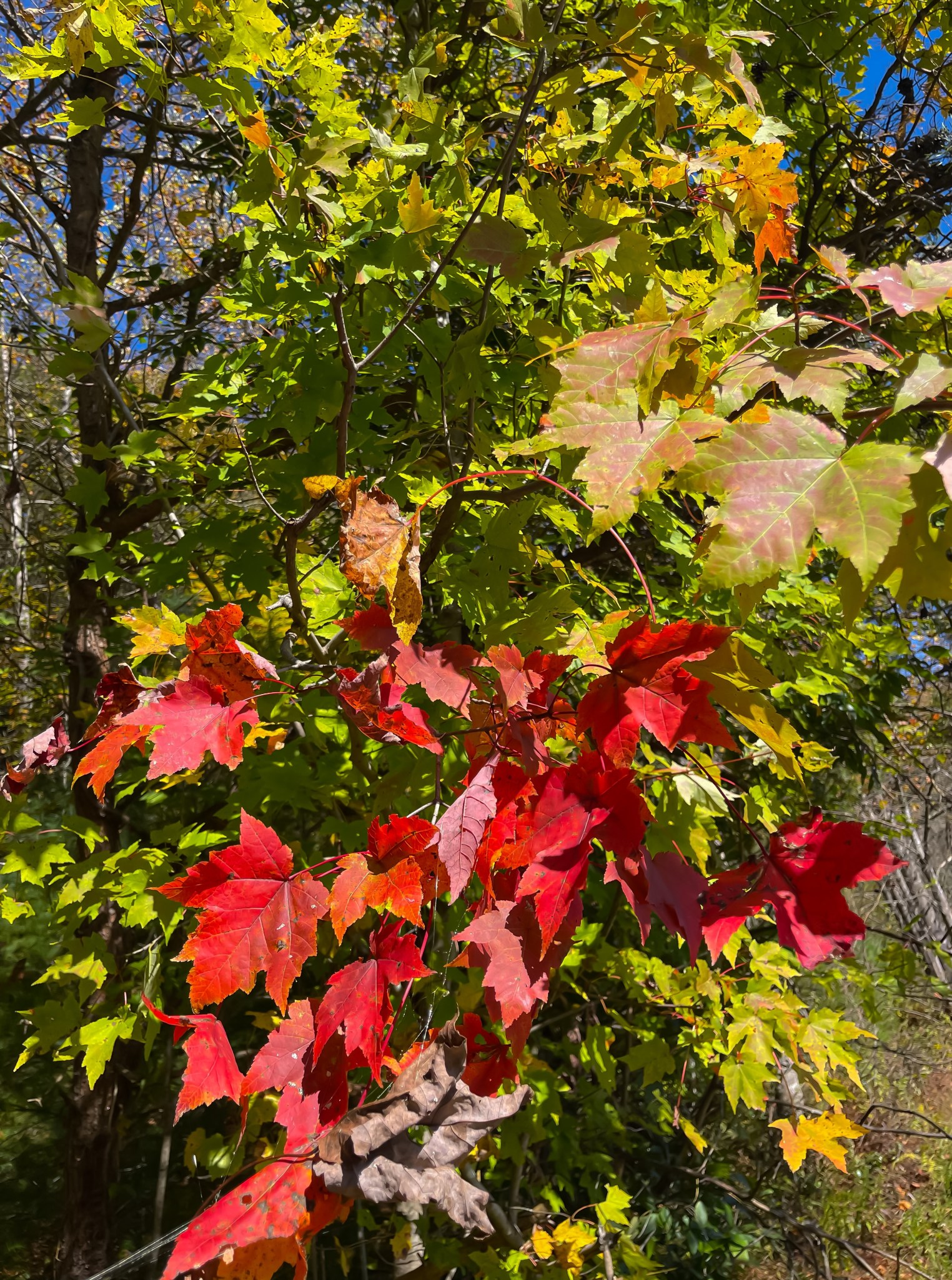 Fall 2023 Photography Favorites | The Hardware Life – A wife's journey ...