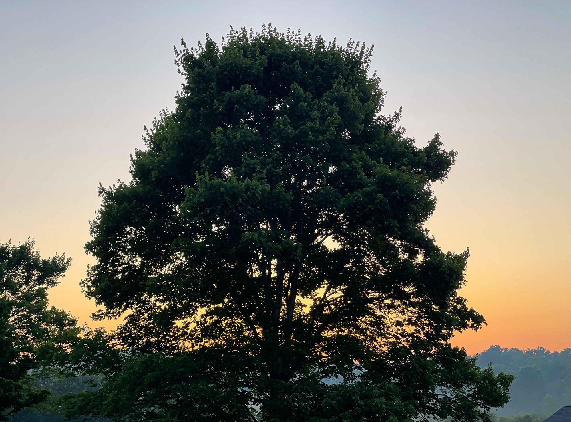 Summer Watering Tips | The Hardware Life – A wife's journey into the hardware business